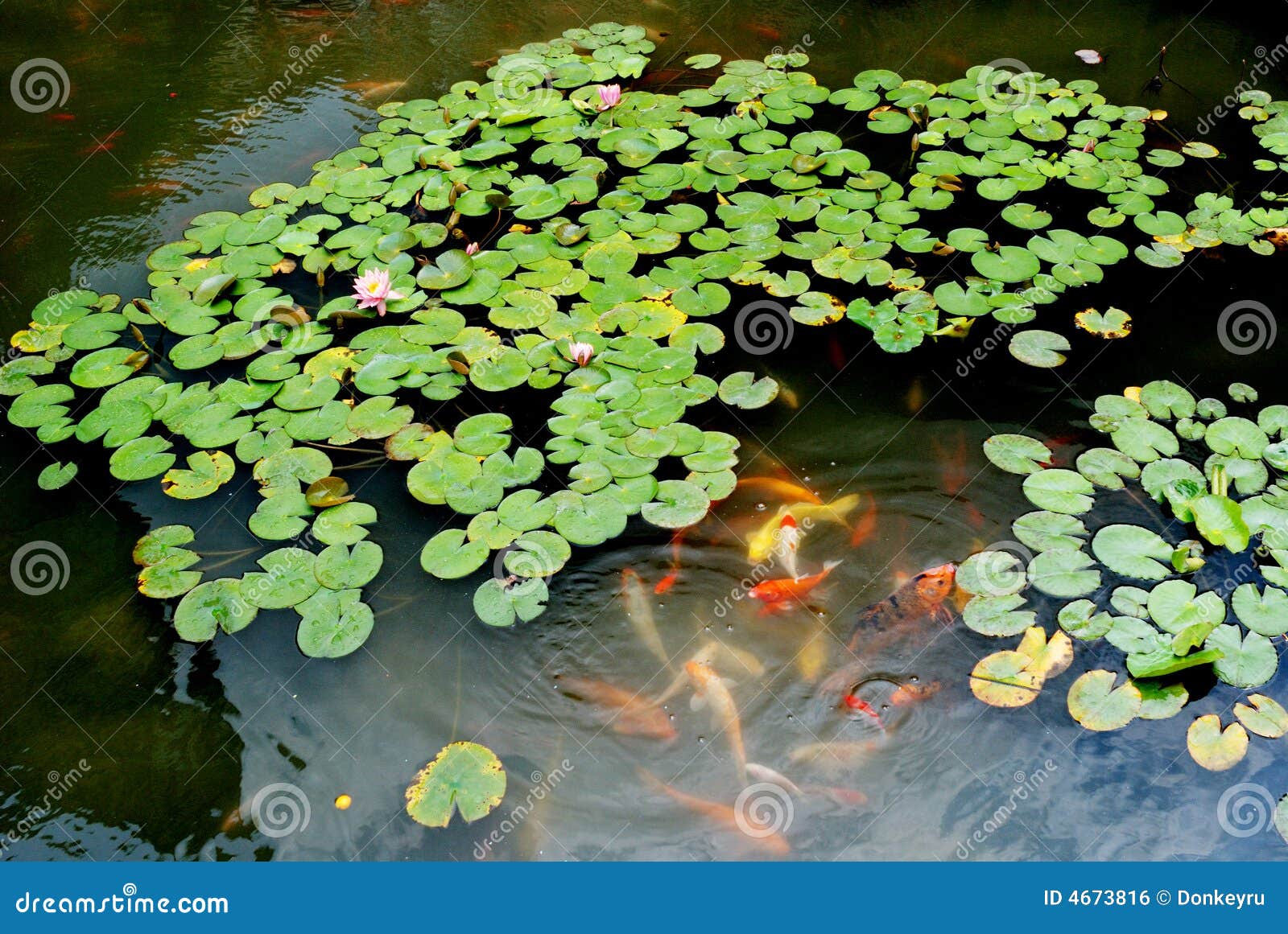 Spring Lotus Flowers and Kois Stock Photo - Image of hydrophyte, pure ...