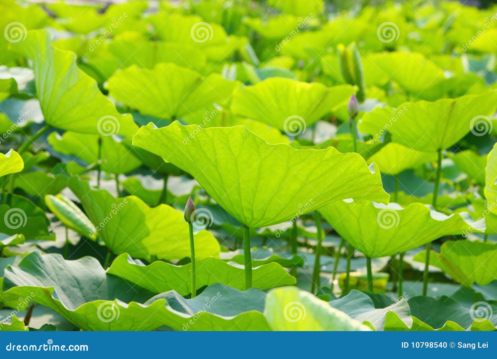Spring lotus leaves stock photo. Image of detail, growth - 10798540