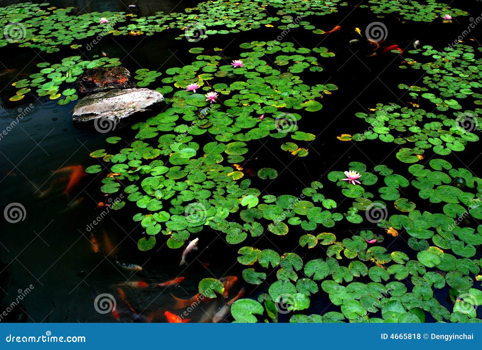 Spring lotus pond stock photo. Image of pond, leaves, fish - 4665818