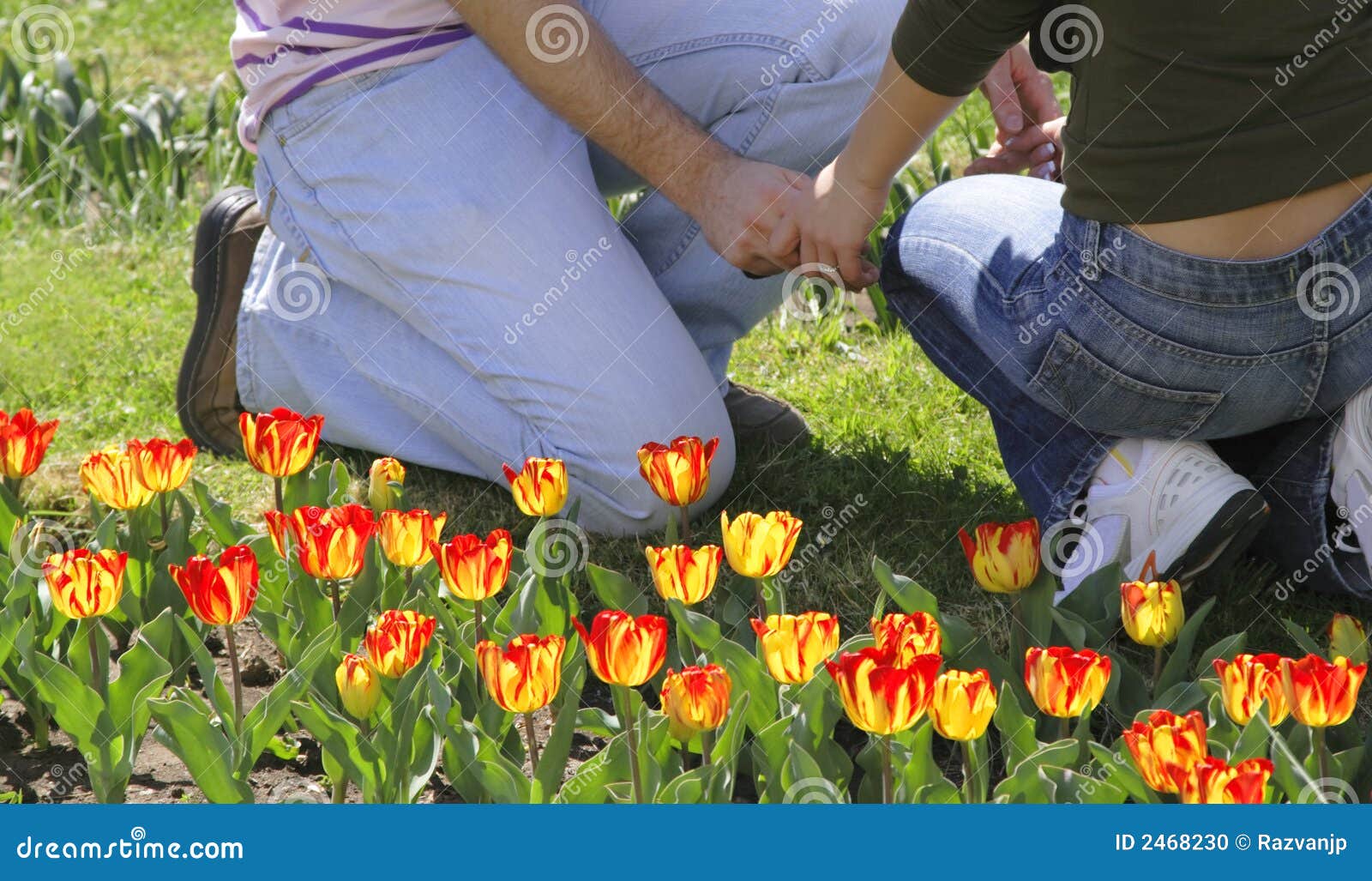 Spring love stock photo. Image of young, teen, tulips - 2468230