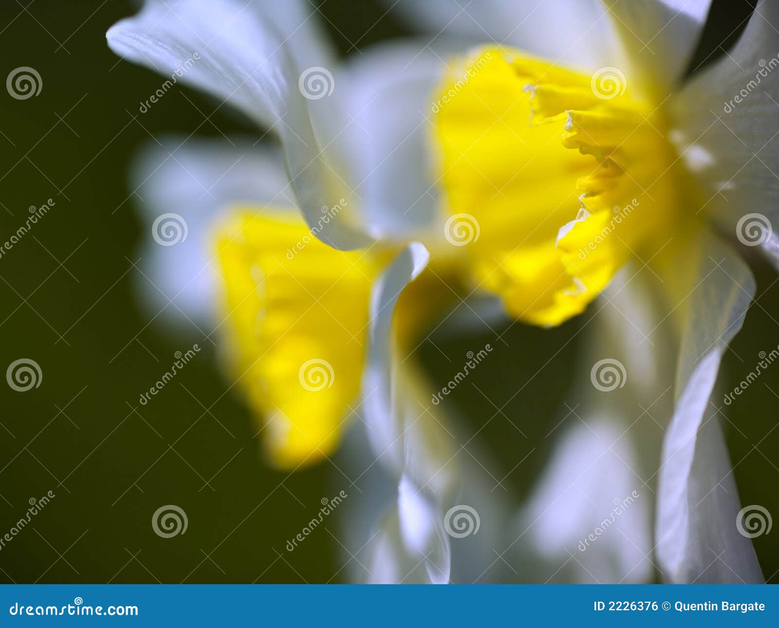 Spring Macro Curve Abstract Stock Photo - Image of curves, petal: 2226376