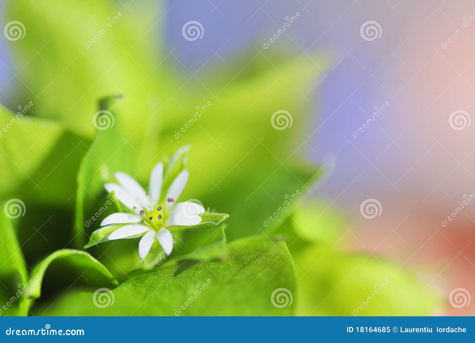 Spring macro flower stock image. Image of natural, leaf - 18164685