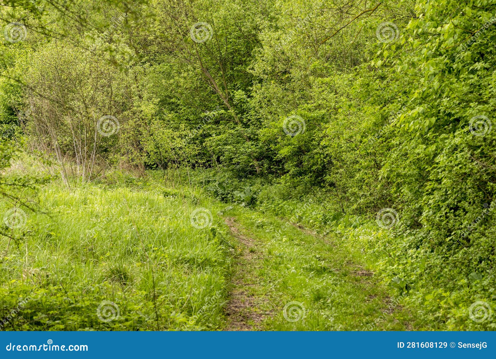 A Path Leading through an Extremely Dense Forest in a Valley among ...