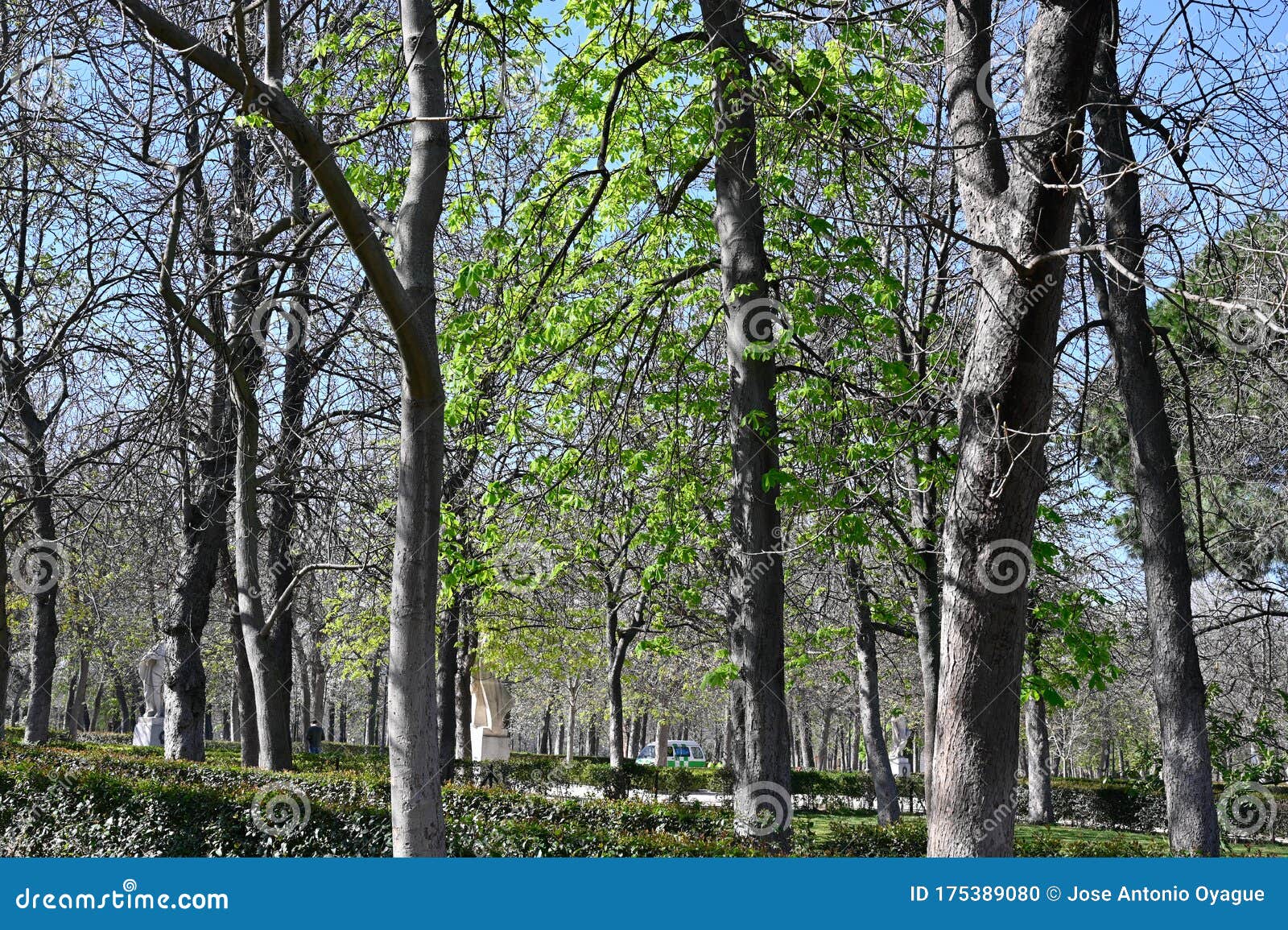 Spring in Madrid stock photo. Image of environment, garden - 175389080