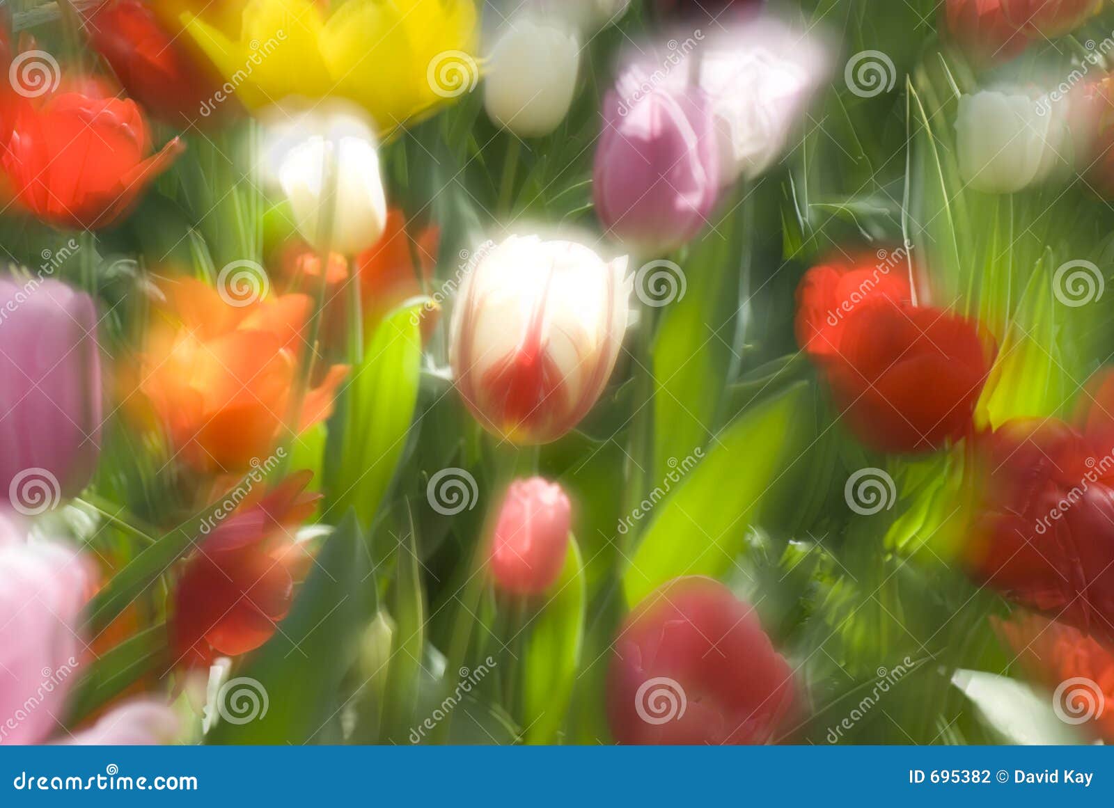 Spring magic stock photo. Image of nature, glamor, dynamic - 695382