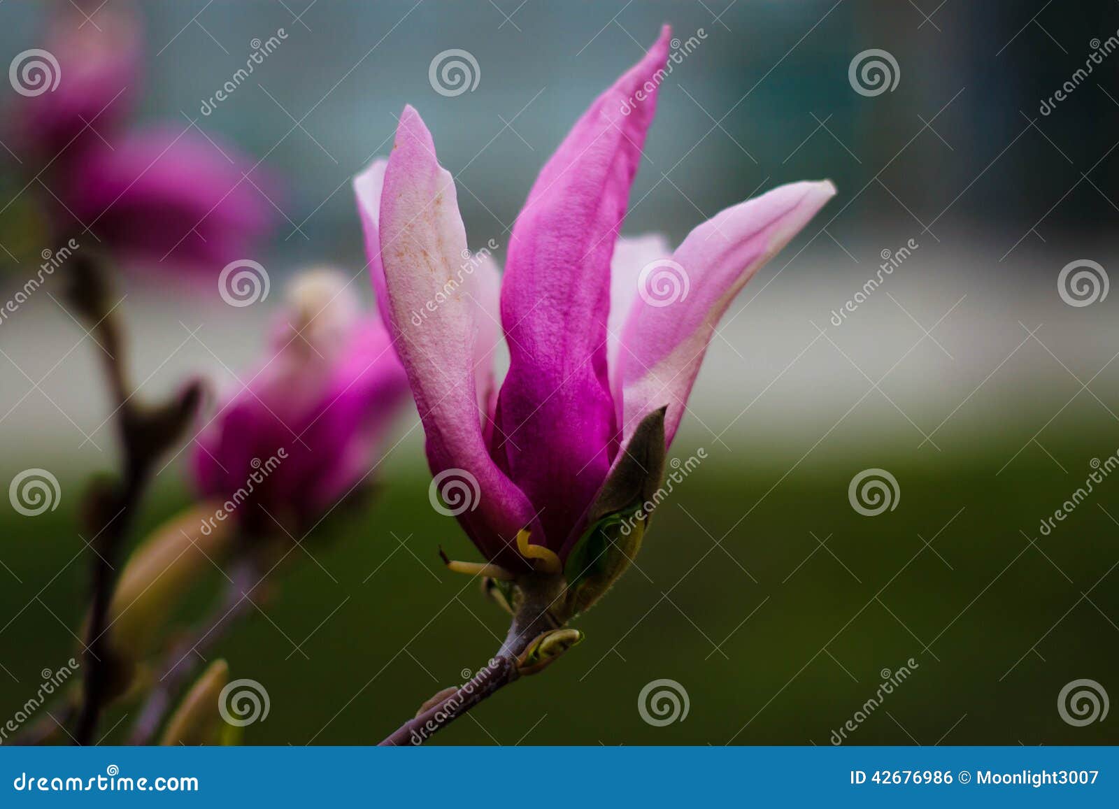 Spring magnolia stock photo. Image of petals, burgeon - 42676986