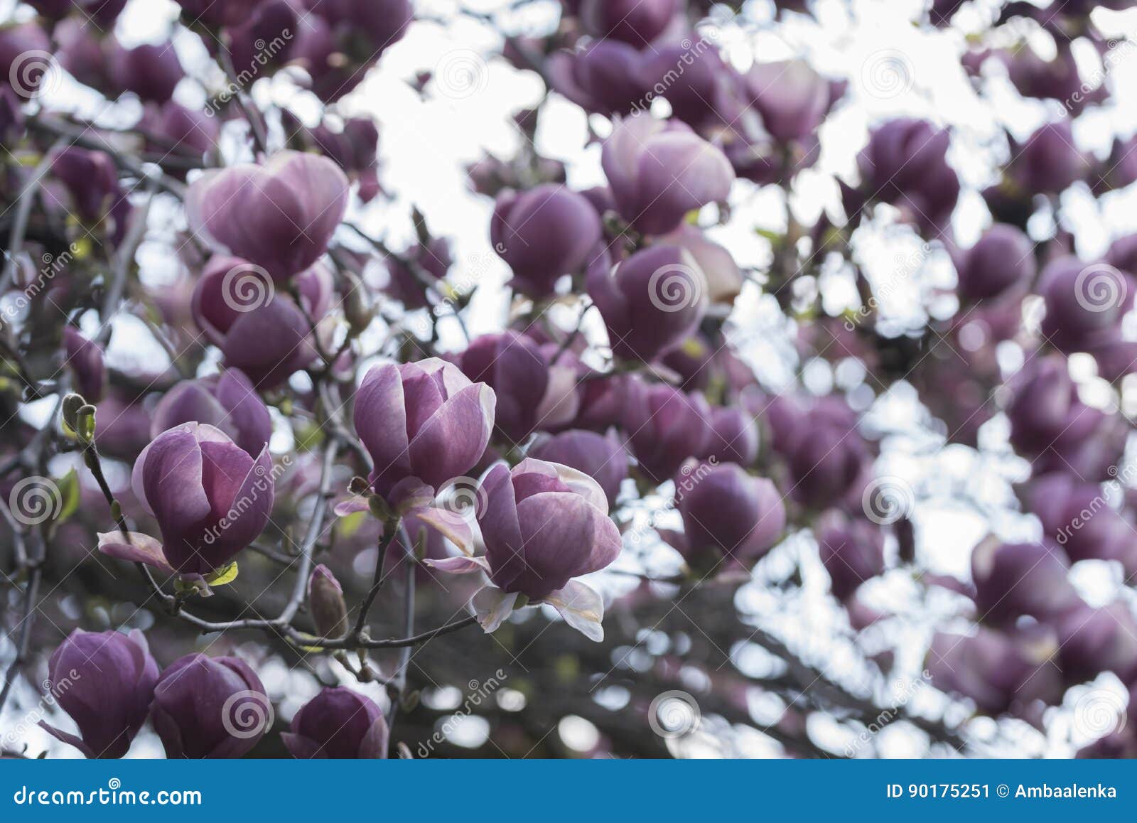 Spring magnolia blossoms stock image. Image of background - 90175251