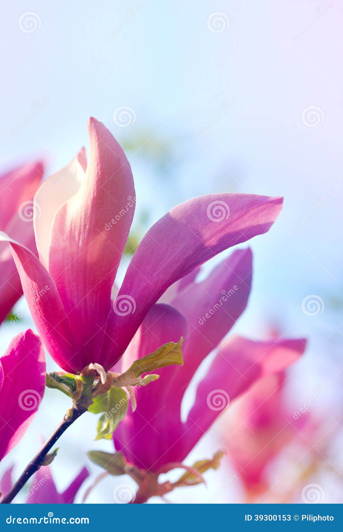 Spring Magnolia blossoms stock image. Image of soulangeana - 39300153