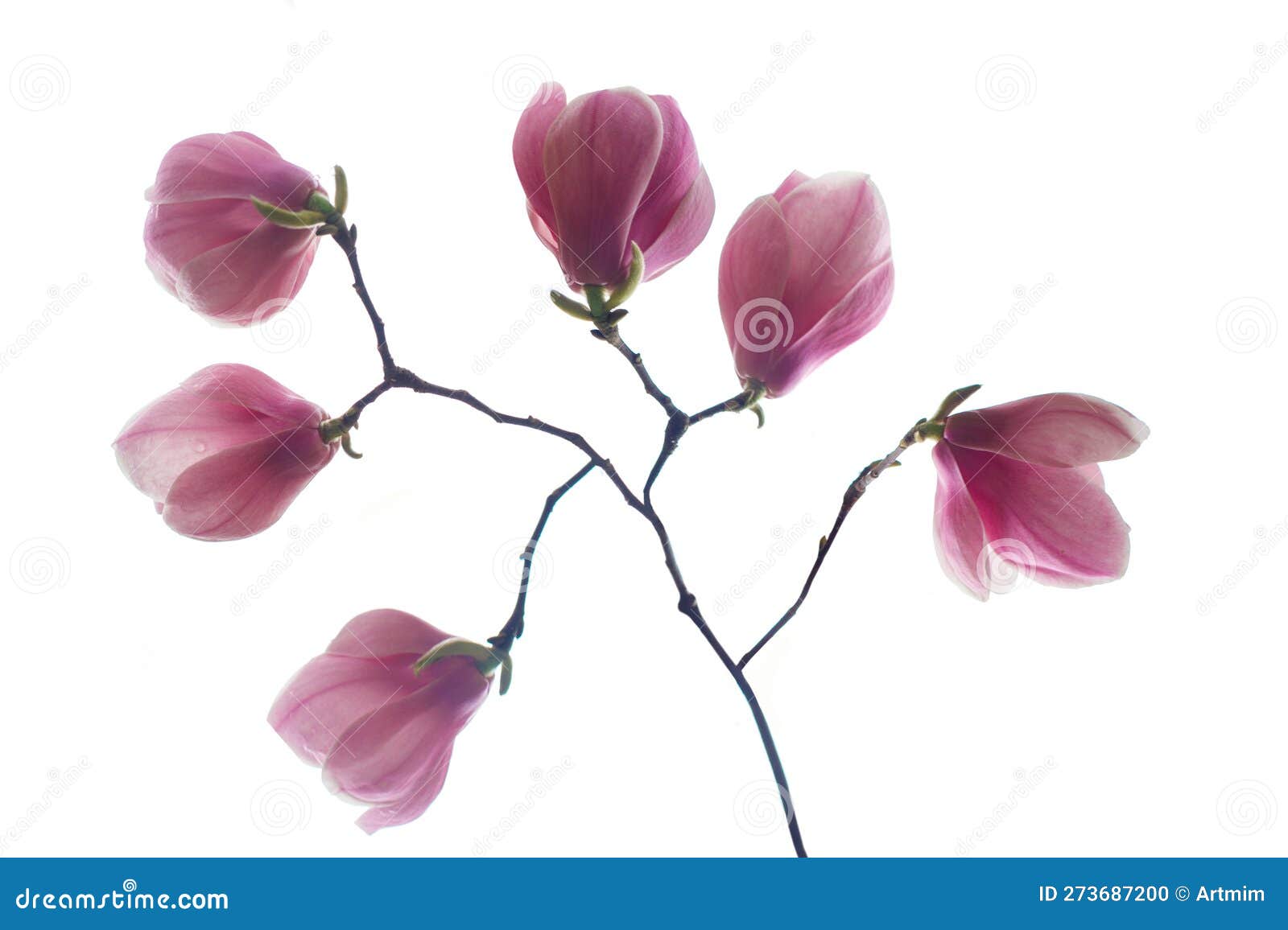 Spring Magnolia Flower Isolated on White Background Stock Photo - Image ...