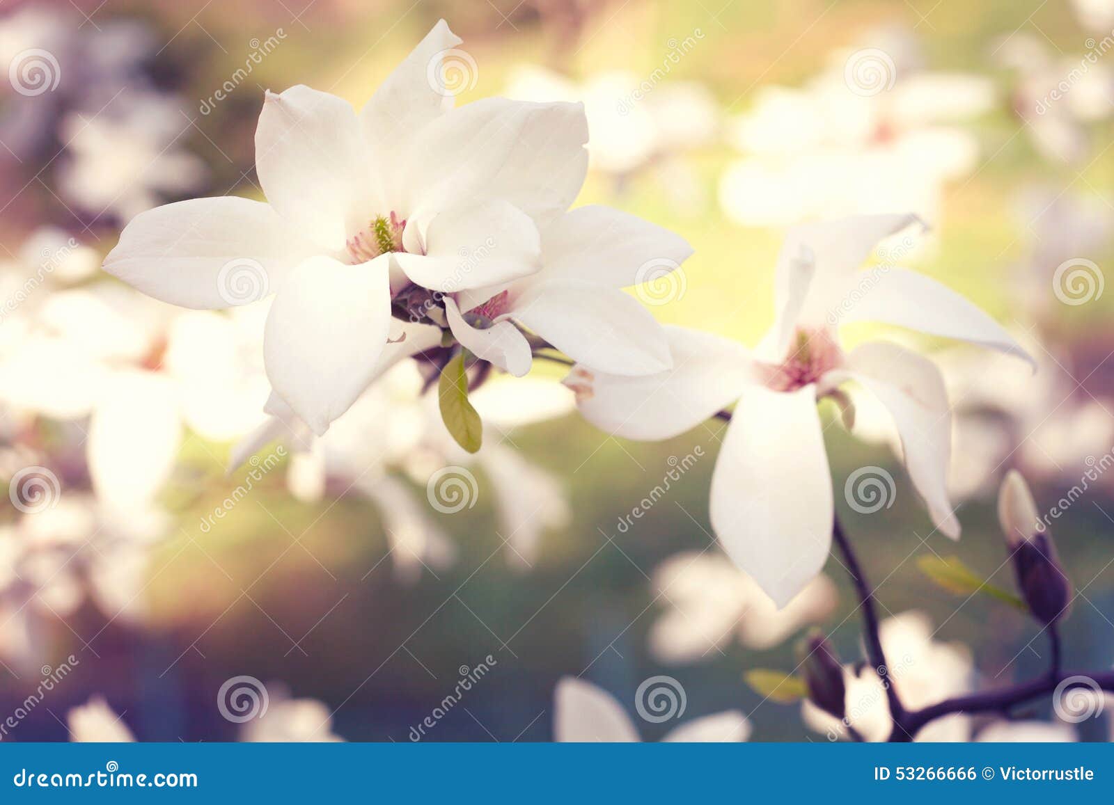 Spring. Magnolia flowers stock photo. Image of leaves - 53266666