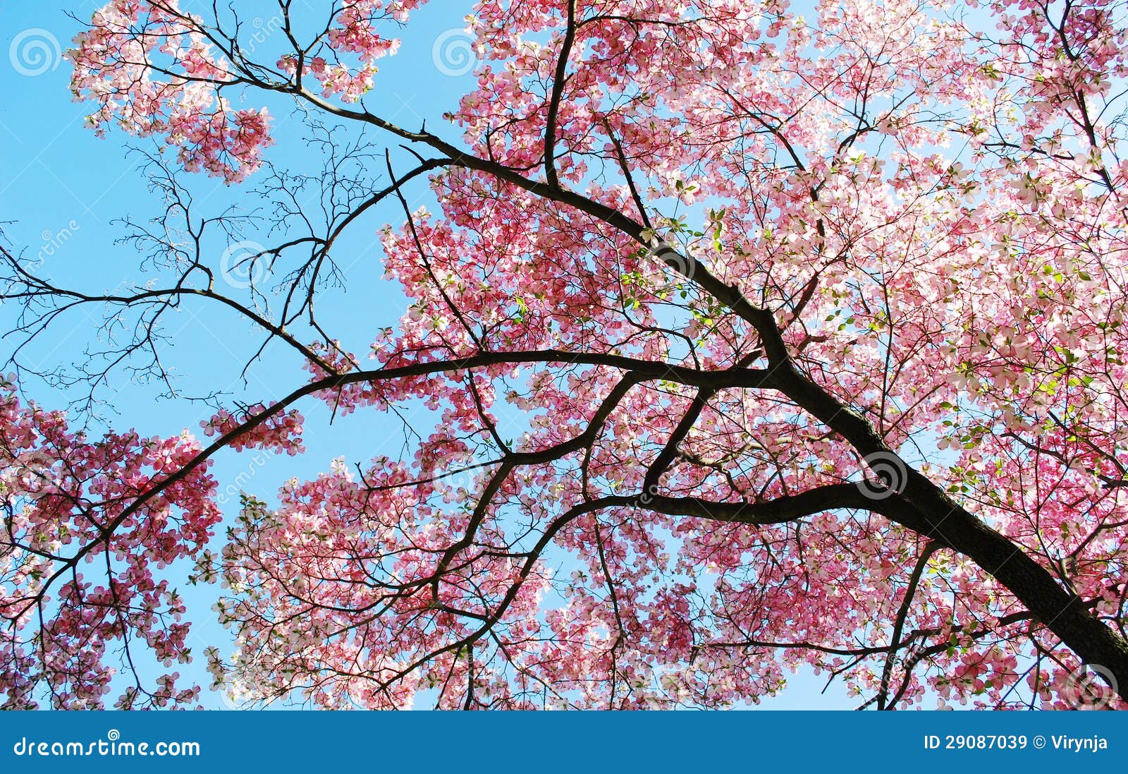 Spring Magnolia Tree Flowers Stock Image - Image of flower, environment ...