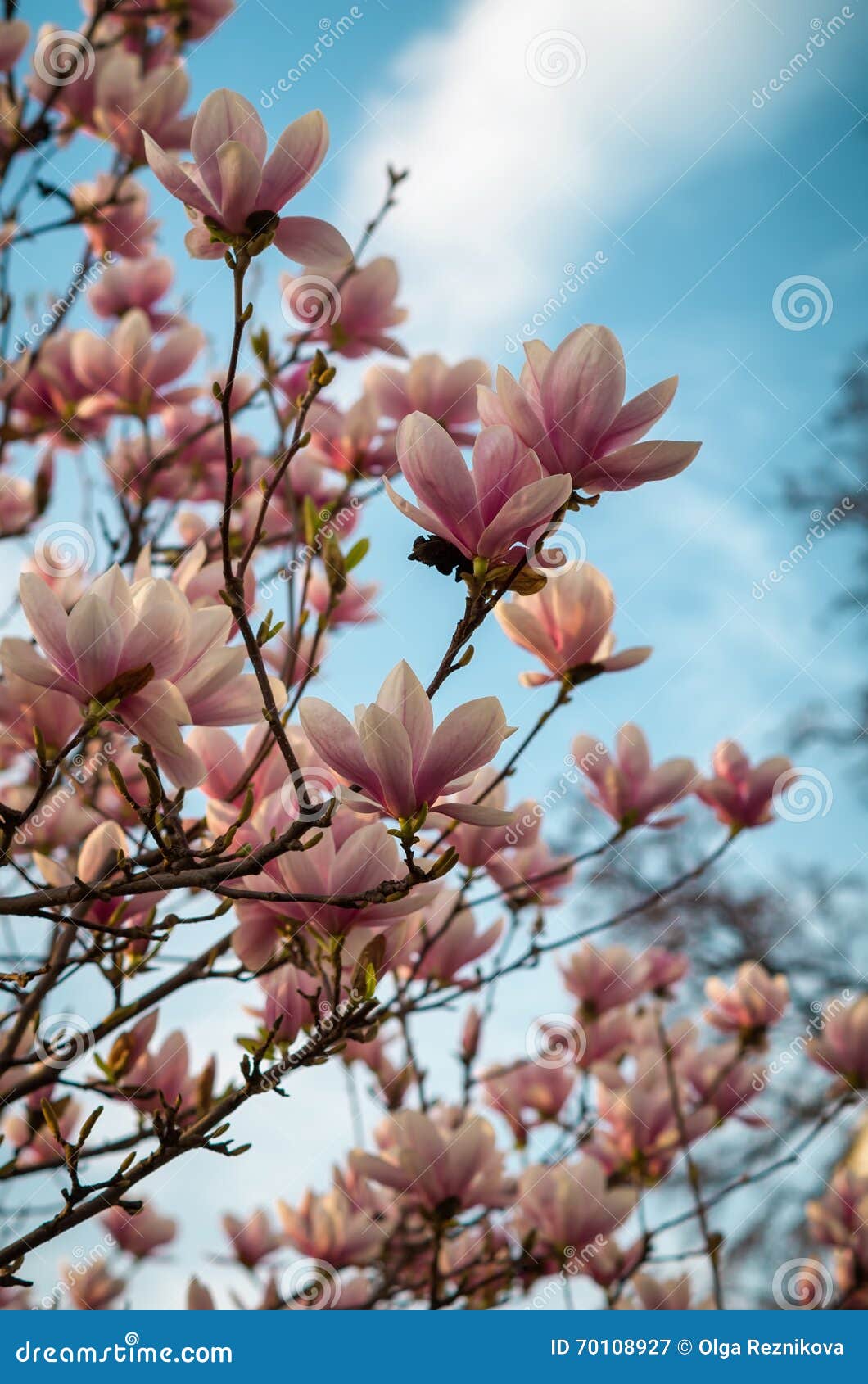 Spring magnolia tree stock image. Image of blooming, easter - 70108927