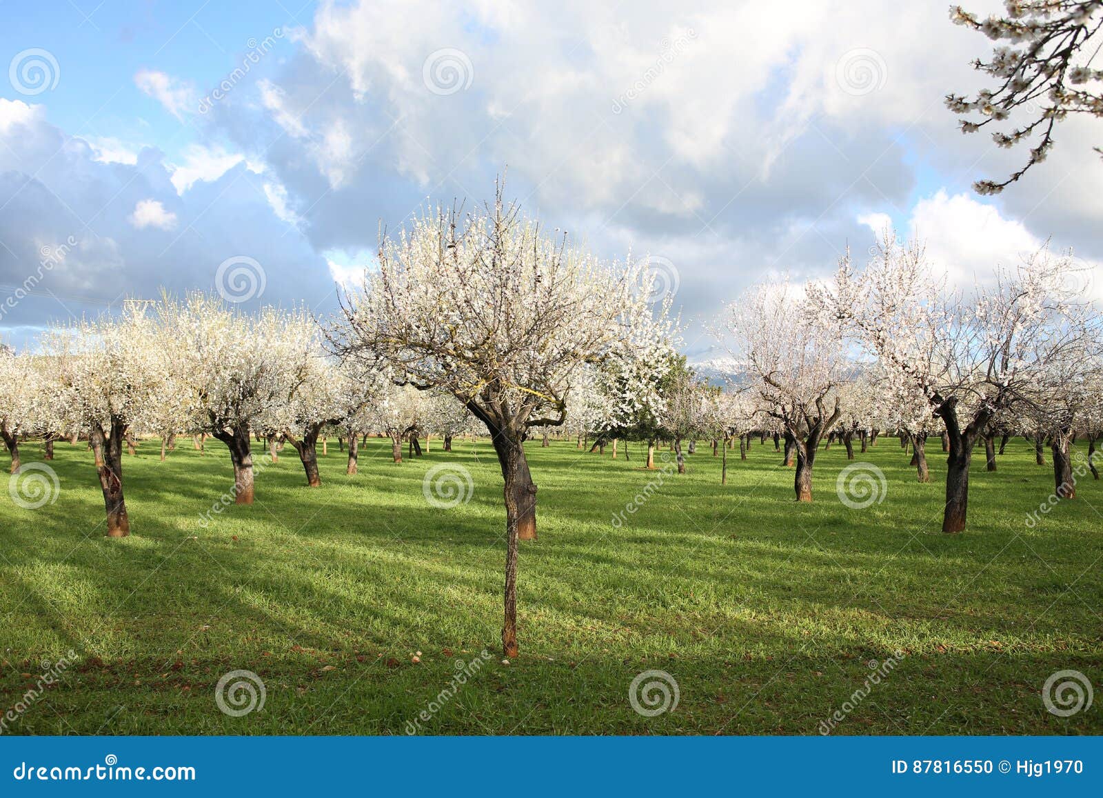 Spring on Majorca Island, Spain Stock Photo - Image of islands, back ...