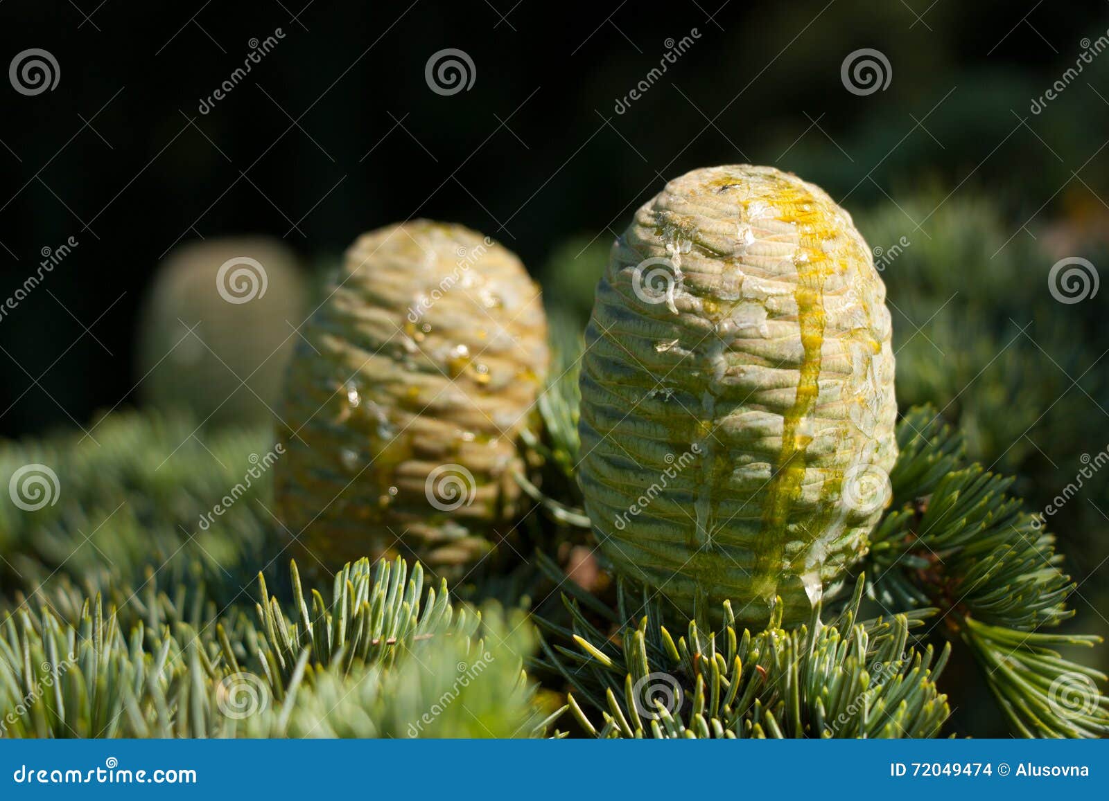 Spring Male Strobile with Resin Stock Photo - Image of fruit ...