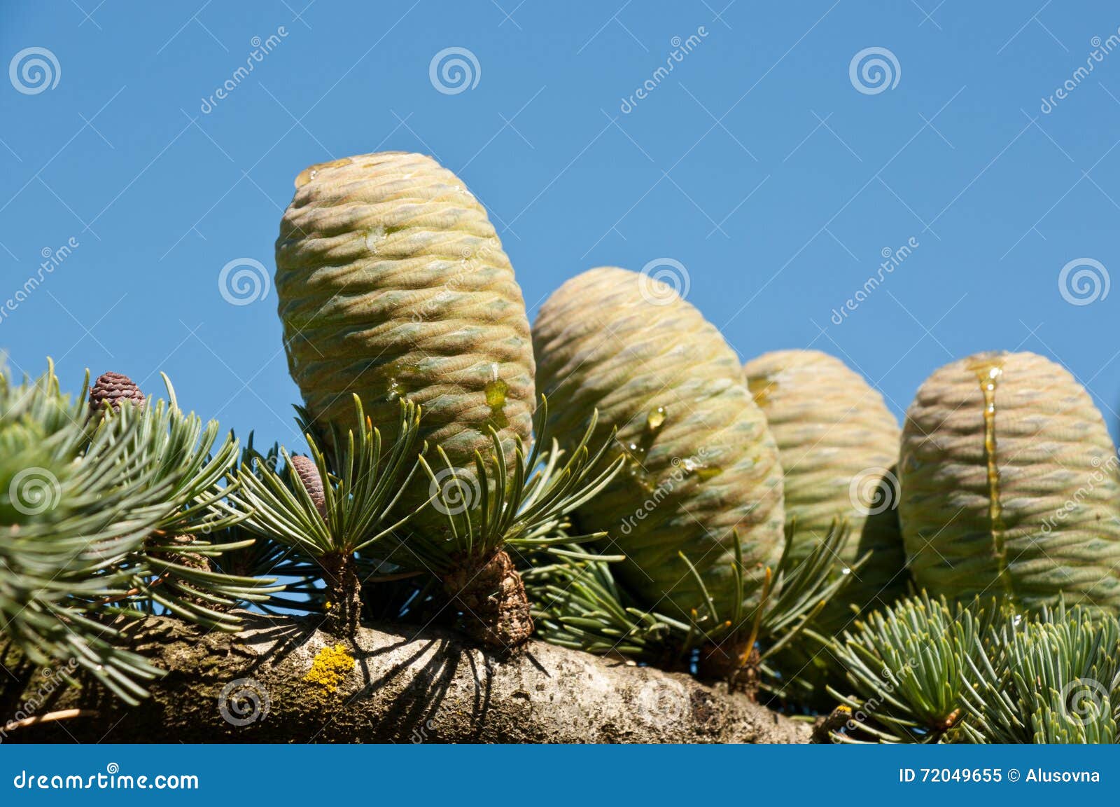 Spring Male Strobile with Resin Stock Image - Image of isolated, resin ...