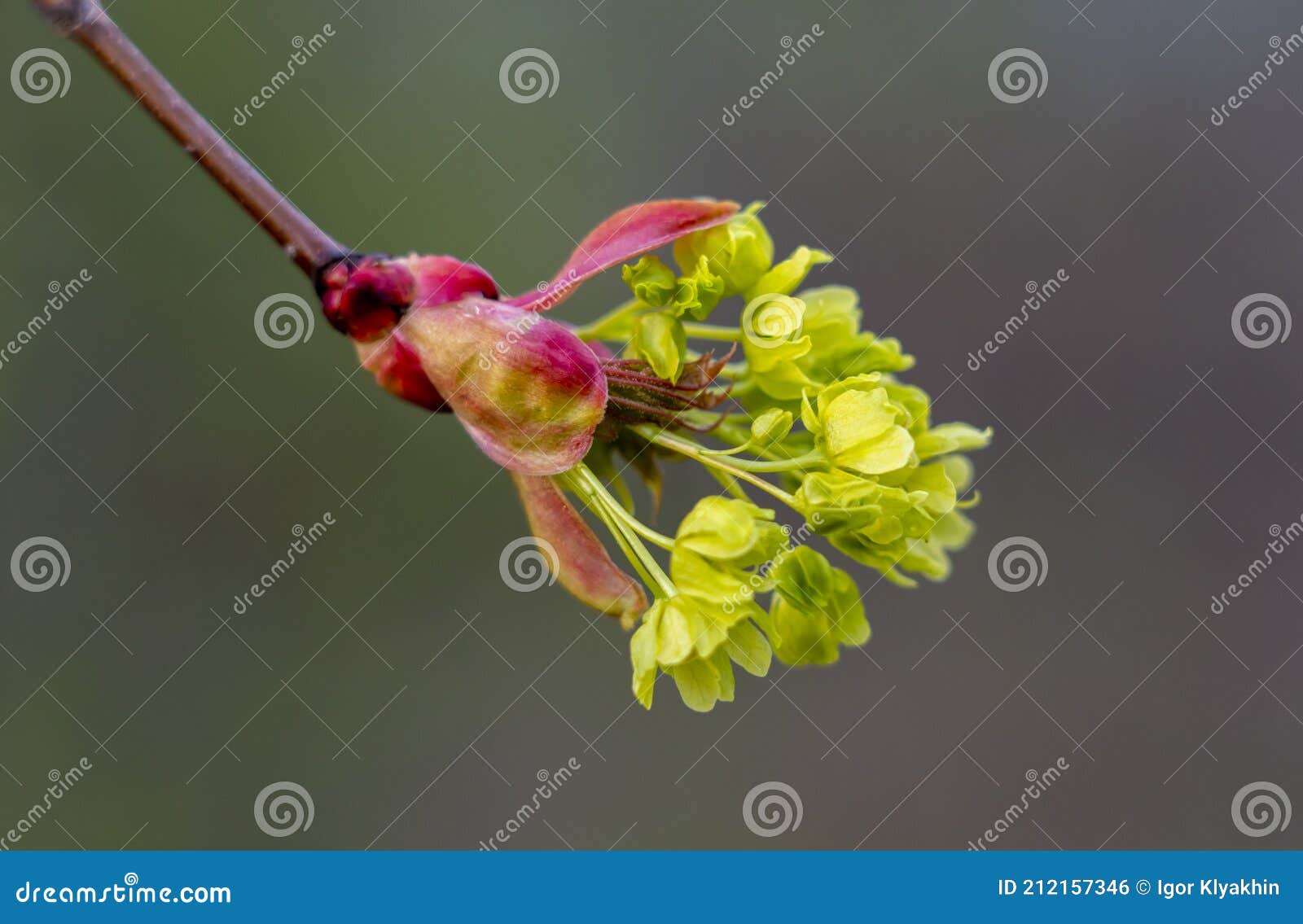 Spring Maple Blossom, Maple Flowers Close-up on a Blurry Background ...
