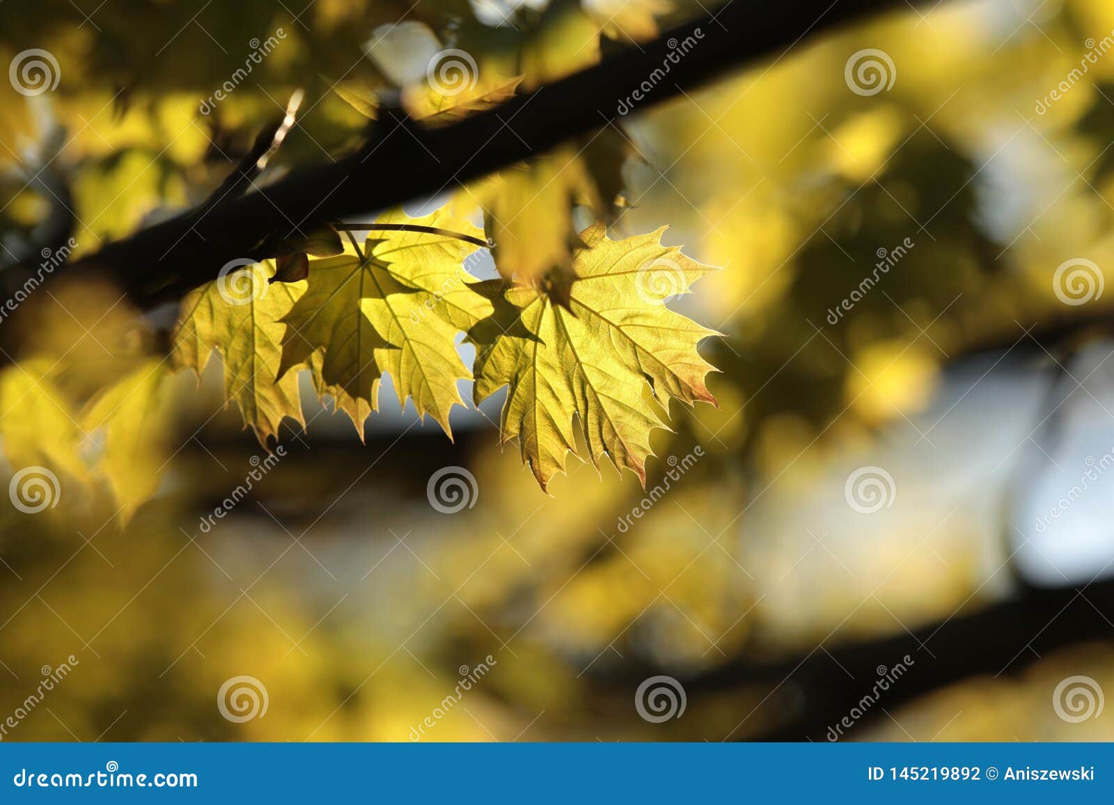 Spring Maple Leaf at Dusk Close Up of in the Forest Backlit by Setting ...