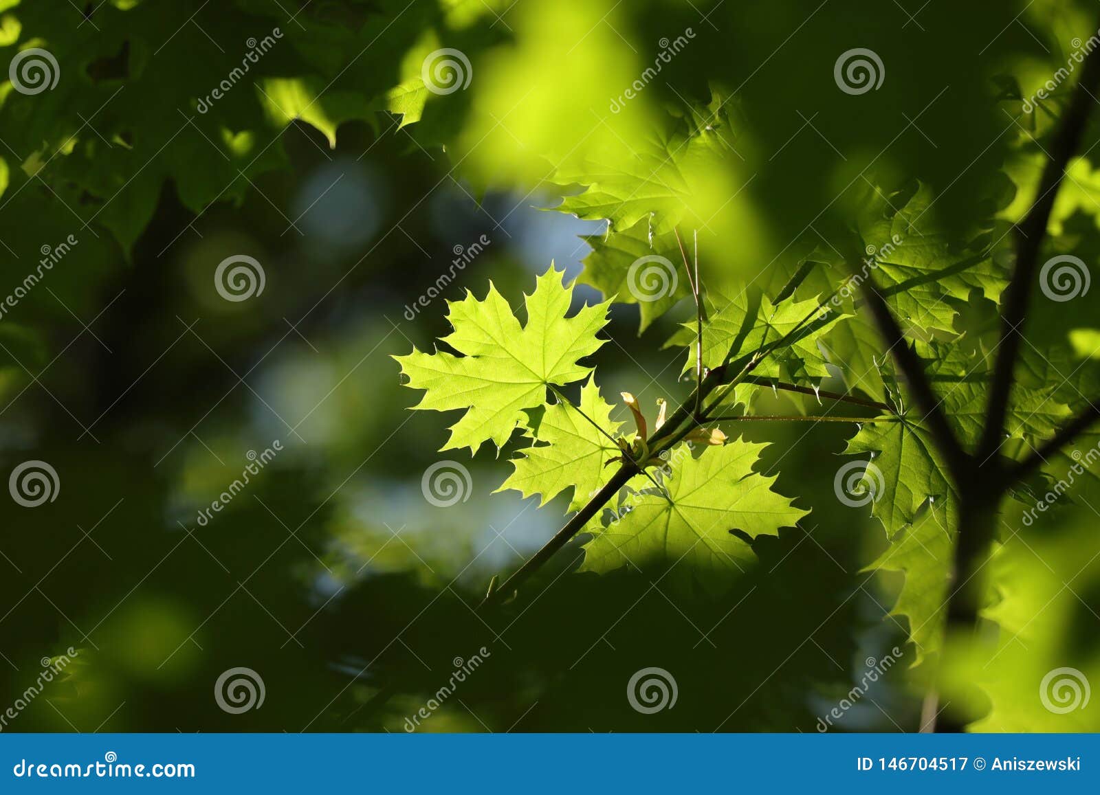 Spring Maple Leaf in the Forest Close Up of Leaves Backlit by Morning ...
