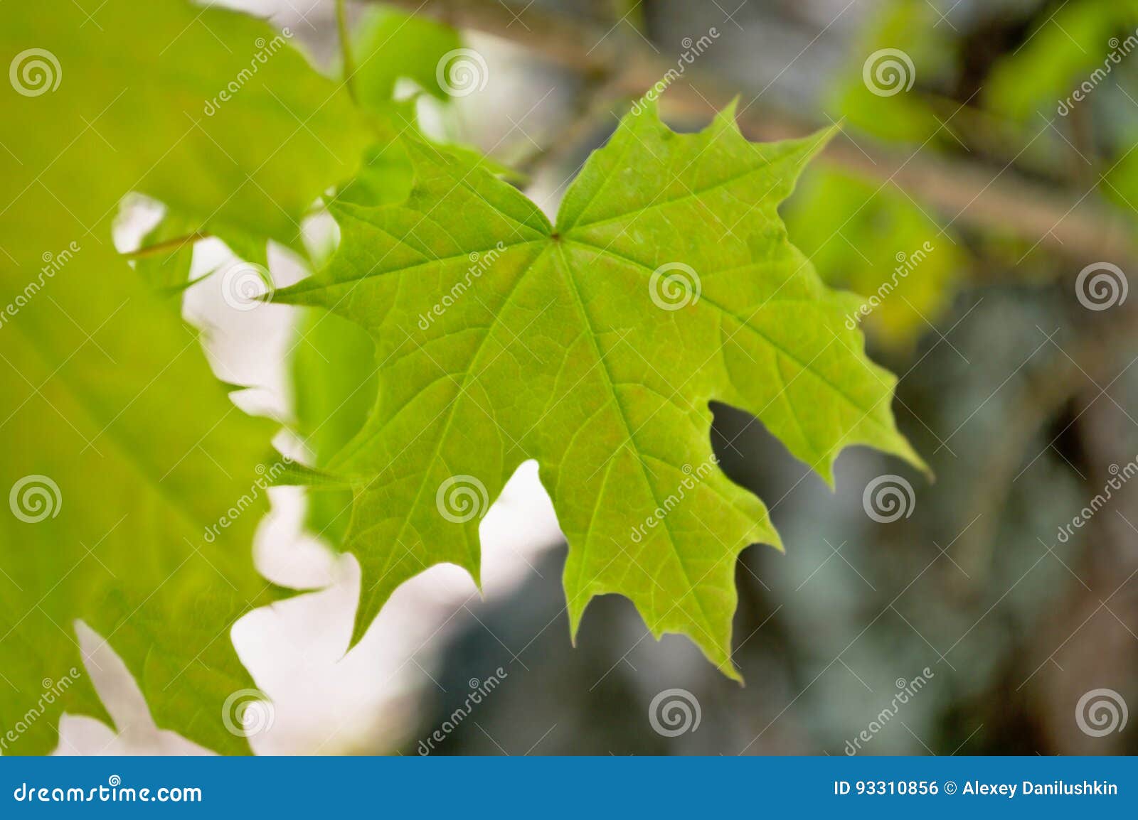 Spring maple leaf. stock photo. Image of sunlight, summer - 93310856