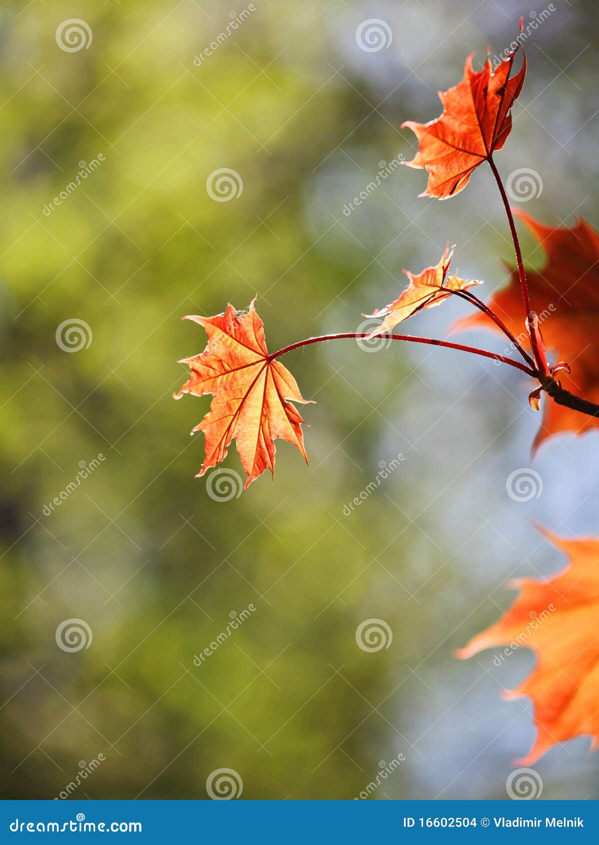 Spring maple leaves stock photo. Image of season, spring - 16602504