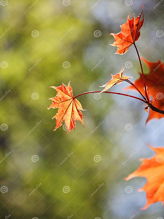 Spring maple leaves stock photo. Image of season, spring - 16602504