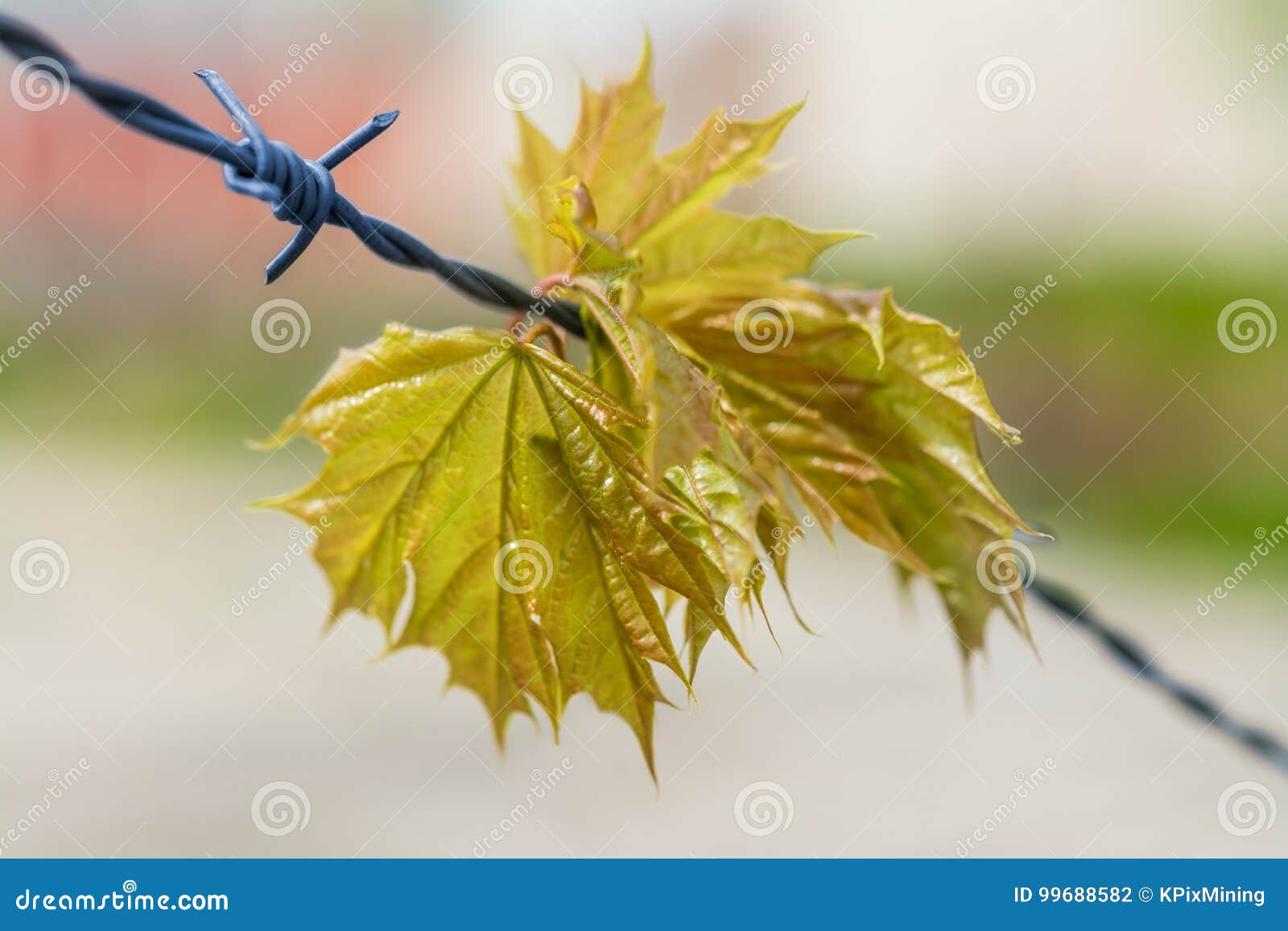Spring Maple Leaves Hanging on Barbed Wire. Acer Stock Photo - Image of ...
