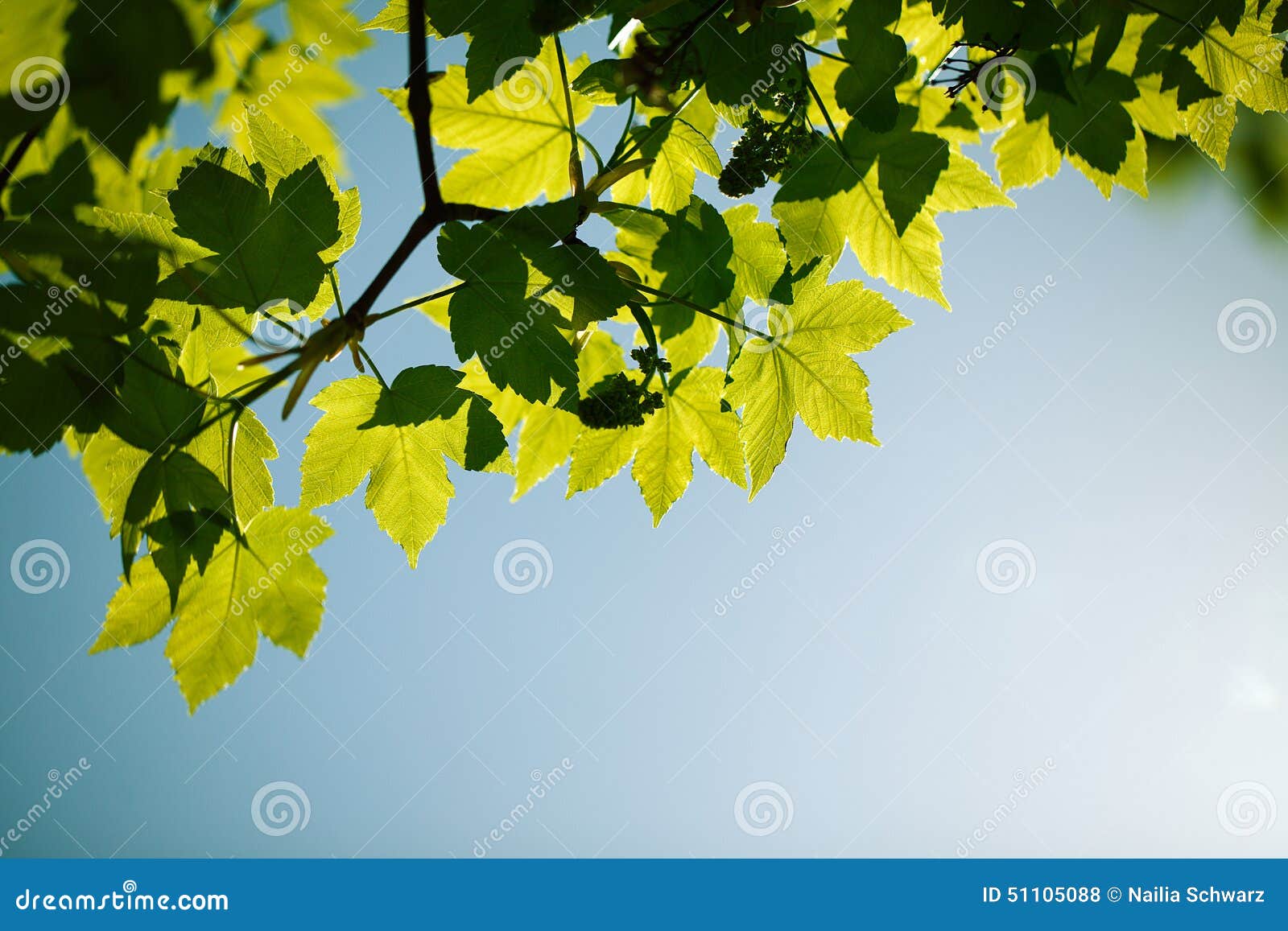 Spring Maple Leaves stock photo. Image of leaf, maple - 51105088