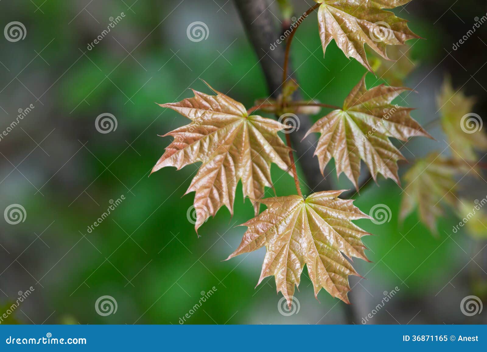 Spring maple leaves stock image. Image of macro, foliage - 36871165
