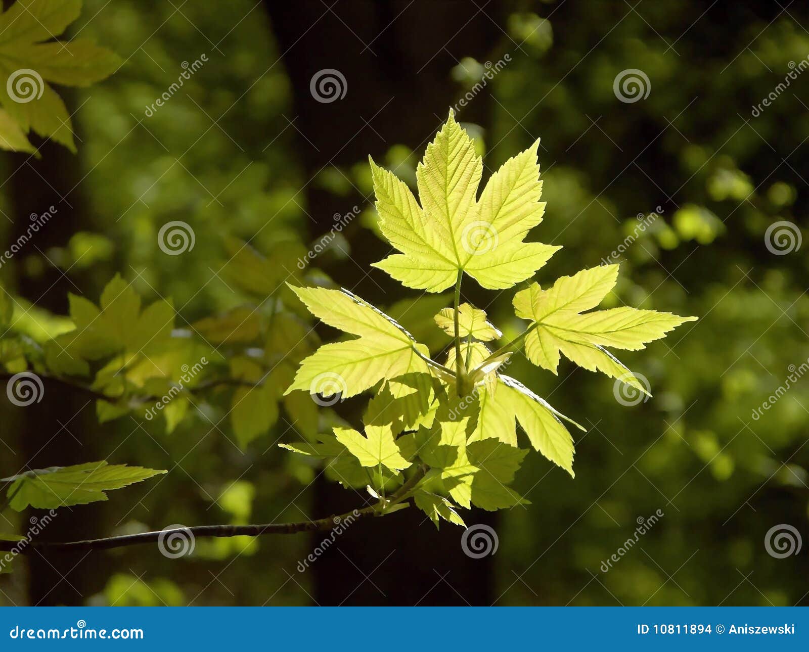 Spring Maple Leaves in the Forest Stock Photo - Image of lush, berries ...