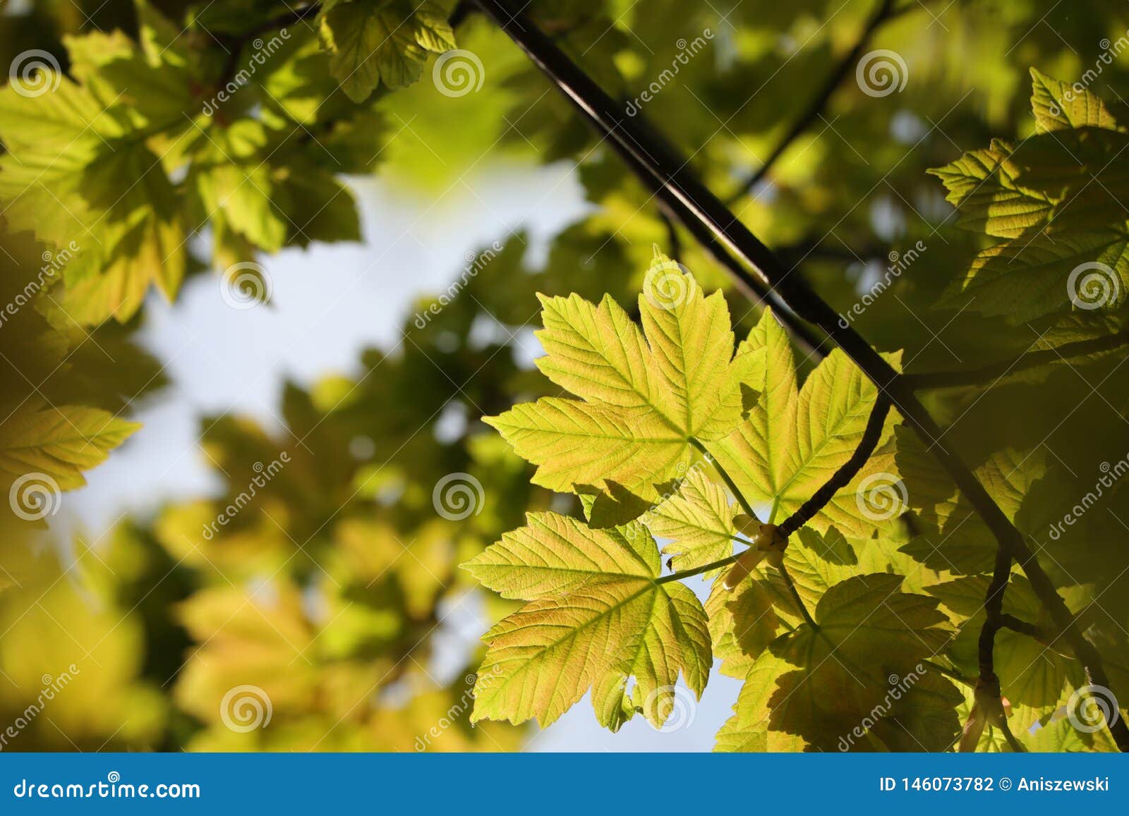 Spring Maple Leaves in the Forest Close Up of Leaf Backlit by Morning ...