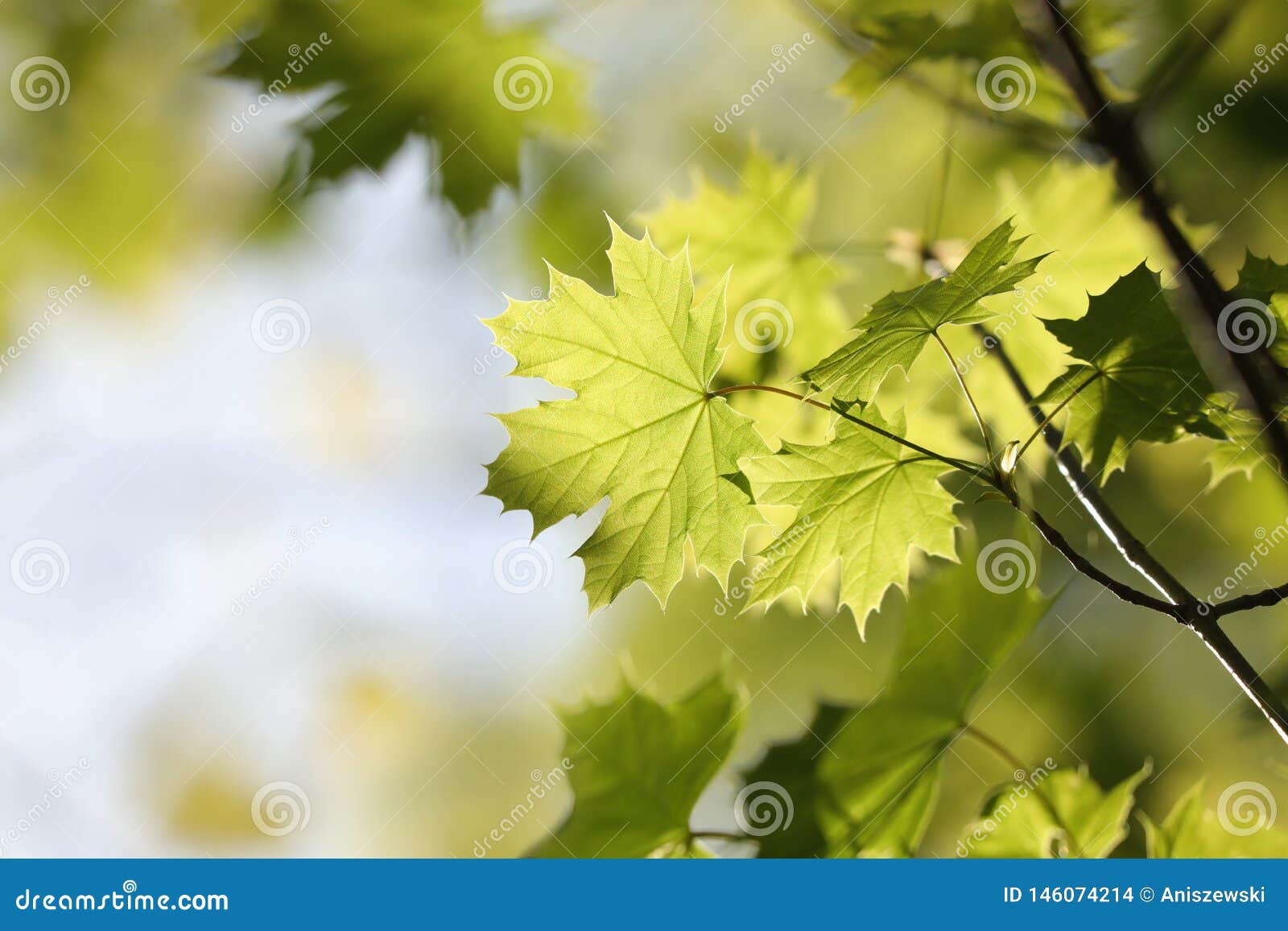 Spring Maple Leaves in the Forest Close Up of Leaf Backlit by Morning ...