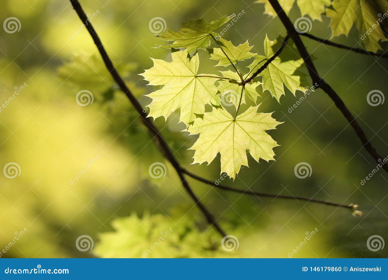 Spring Maple Leaves in the Forest Close Up of Leaf Backlit by Morning ...