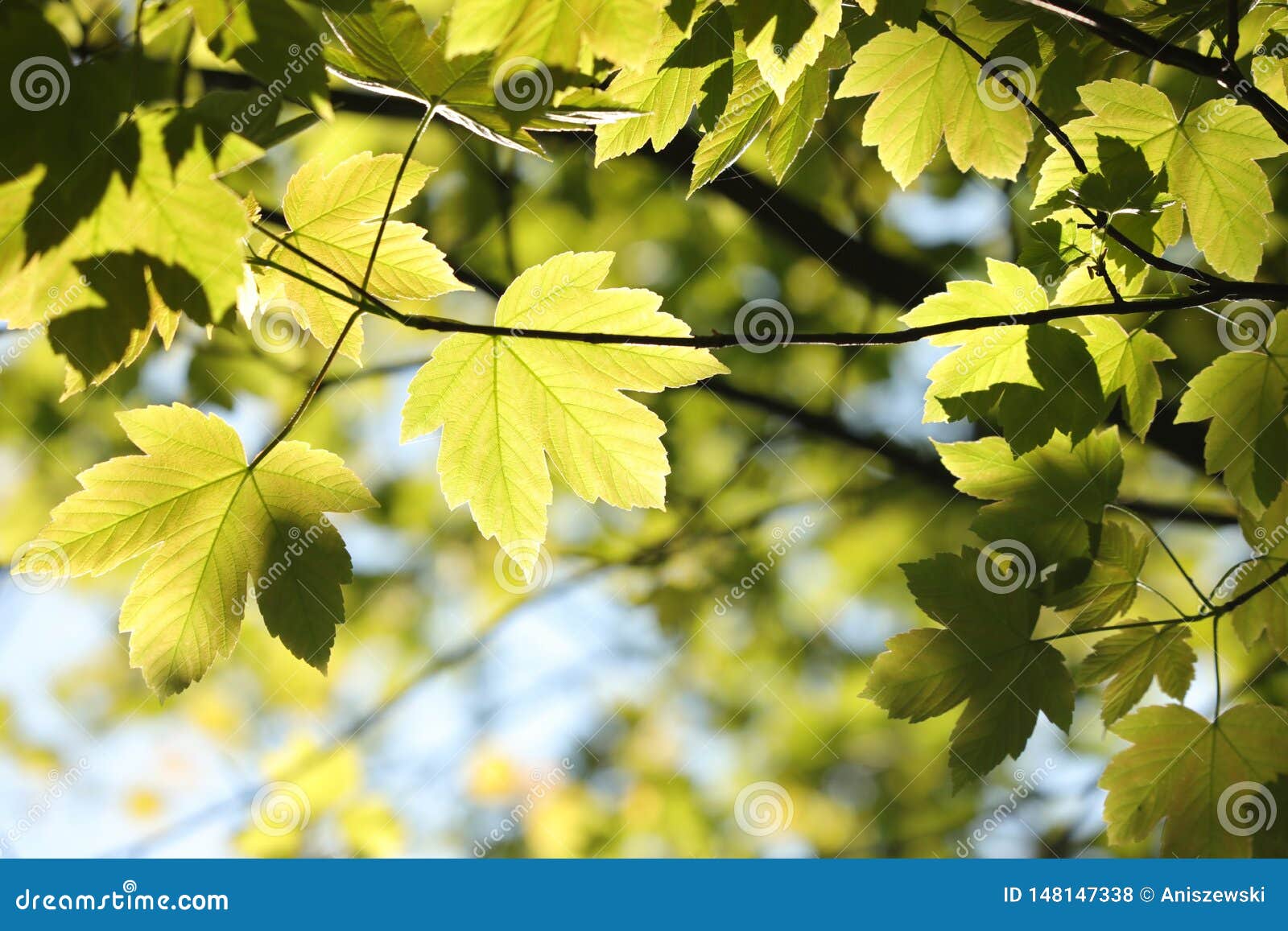 Spring Maple Leaves in the Forest Close Up of Sycamore Leaf Backlit by ...
