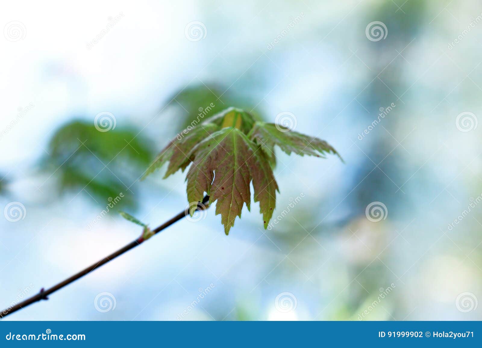 Spring maple stock photo. Image of spring, tree, leaves - 91999902