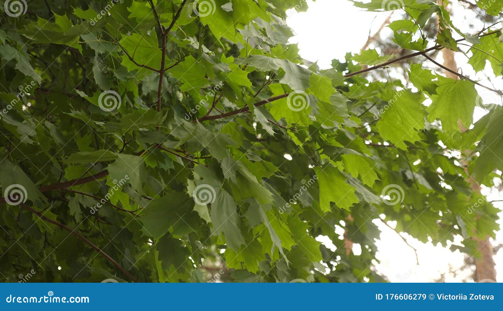 Spring Maple. Maple Tree in the Park. Leaves on Maple Branches are ...