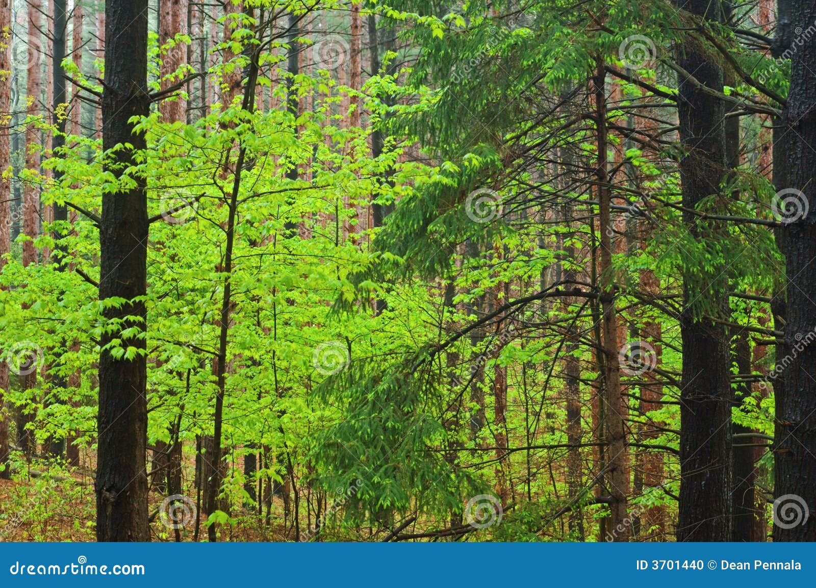 Spring Maple in Pine Forest Stock Photo - Image of refreshing, nature ...