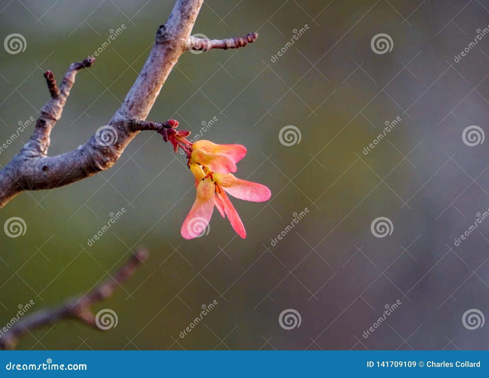 Spring maple seeds stock image. Image of closeup, climate - 141709109