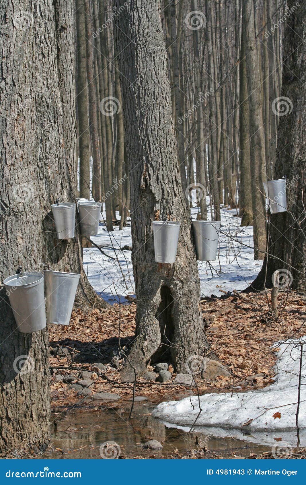 Spring, Maple Syrup Season. Stock Image - Image of erable, drop: 4981943