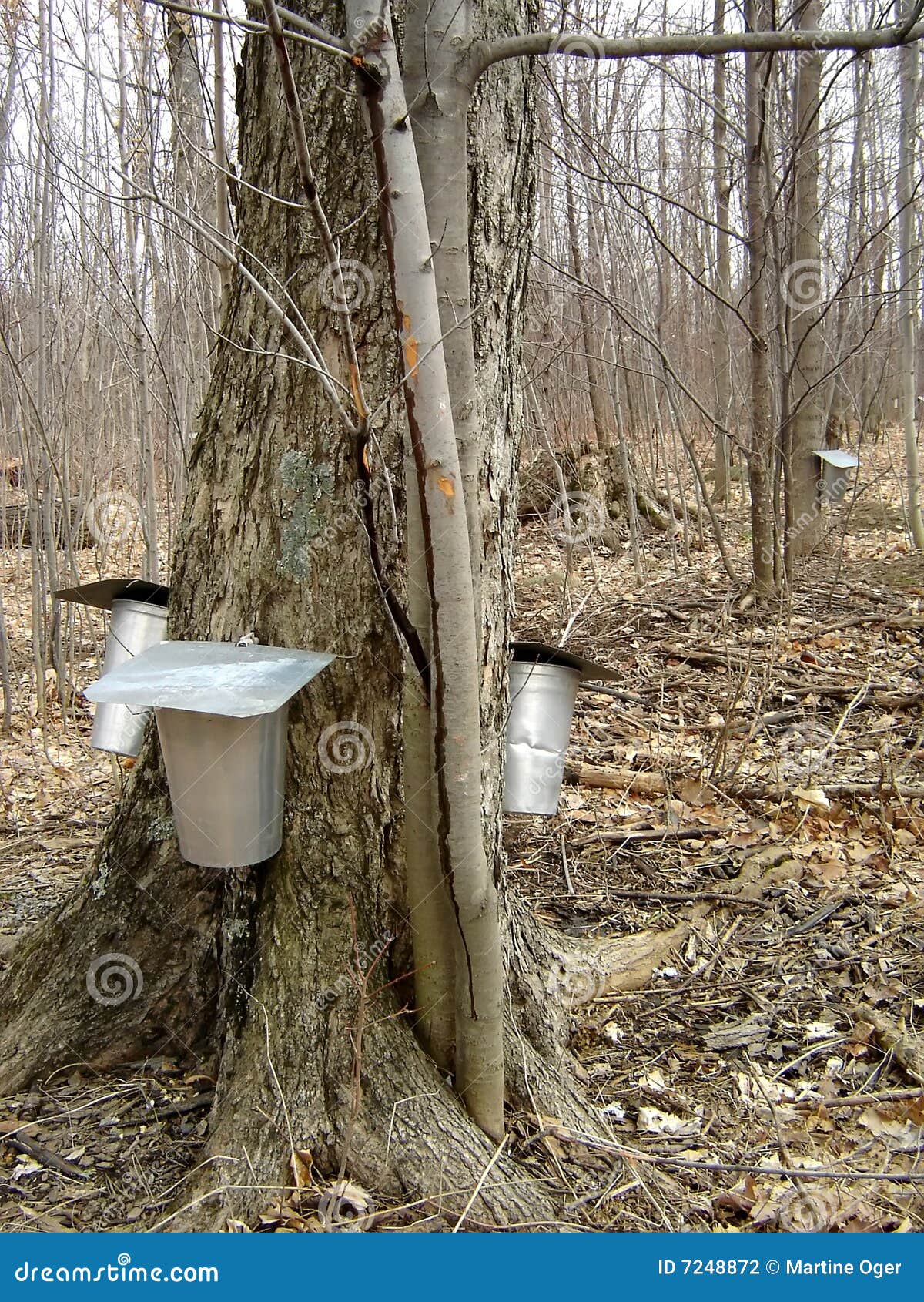 Spring, Maple Syrup Season. Stock Photo - Image of quebec, droplet: 7248872