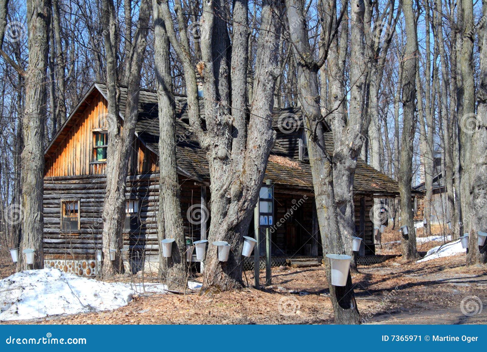 Spring, Maple Syrup Season. Royalty-Free Stock Photography ...