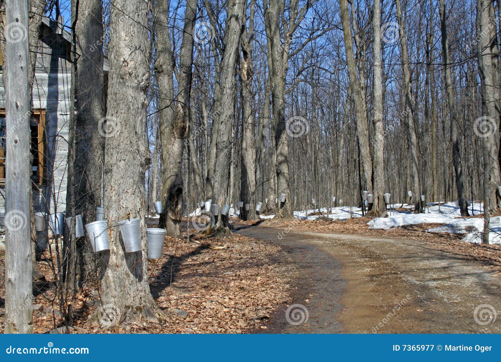 Spring, Maple Syrup Season. Stock Image - Image of shack, quebec: 7365977