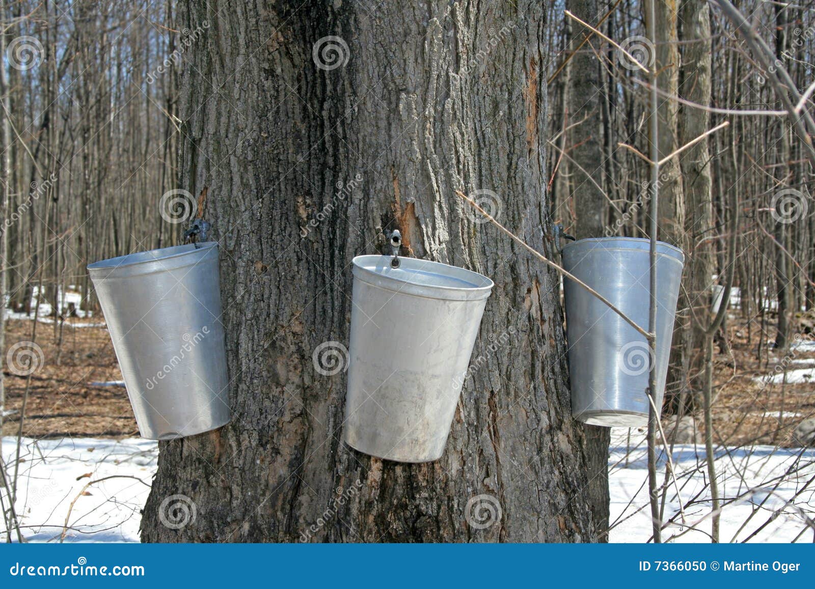 Spring, Maple Syrup Season. Stock Photo - Image of sirop, forest: 7366050