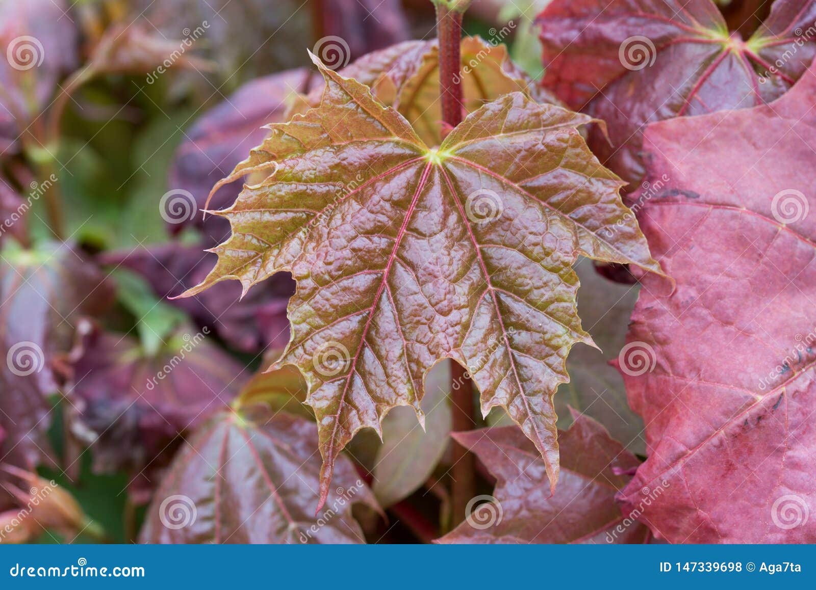 Spring Maple Tree Leaves Macro Stock Photo - Image of close, growing ...