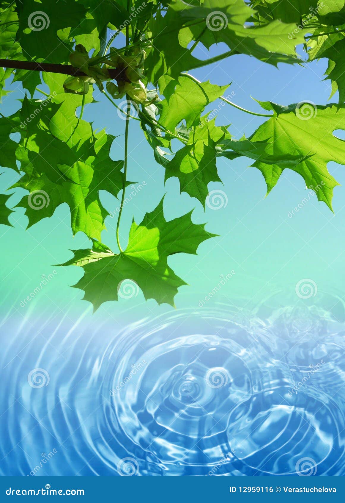 Spring Maple Tree and Water Background Stock Photo - Image of ...