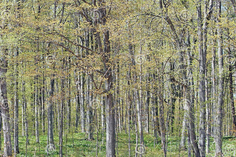 Spring Maple Trees stock image. Image of season, background - 13340949