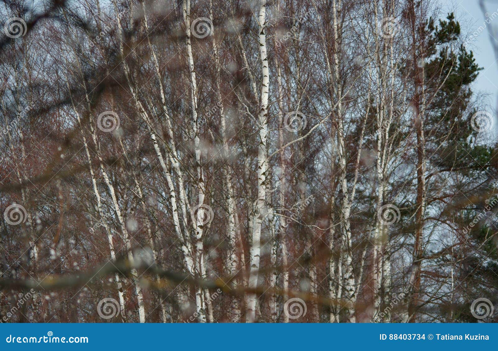 Spring March forest stock photo. Image of forest, white - 88403734