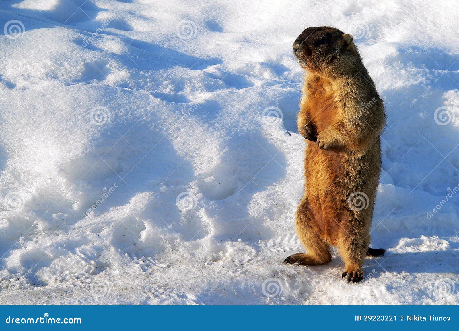 Spring marmot stock image. Image of greeting, hibernation - 29223221
