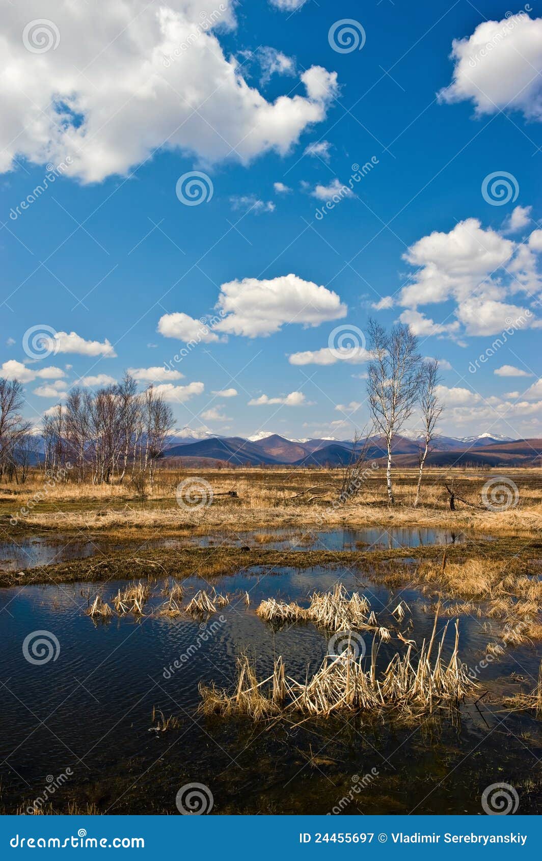 Spring in the Marsh Edge-2. Stock Image - Image of nature, spring: 24455697