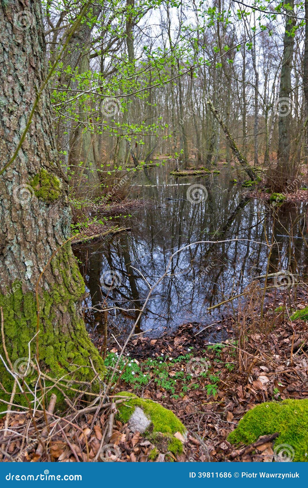 Spring Marsh in Vertical View Stock Photo - Image of sunny, foliage ...