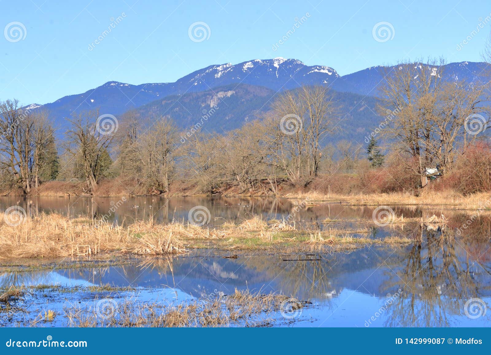 Spring Marshland in Valley stock image. Image of landscape - 142999087
